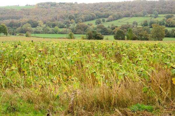 Birchfield Farm Pumpkin Festival review – Natural Beauty with Baby